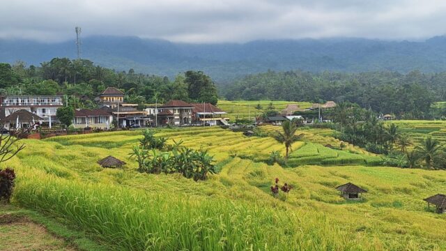 Subak Jatiluwih Terancam Dicabut Sebagai WBD Akibat Alih Fungsi Lahan ...